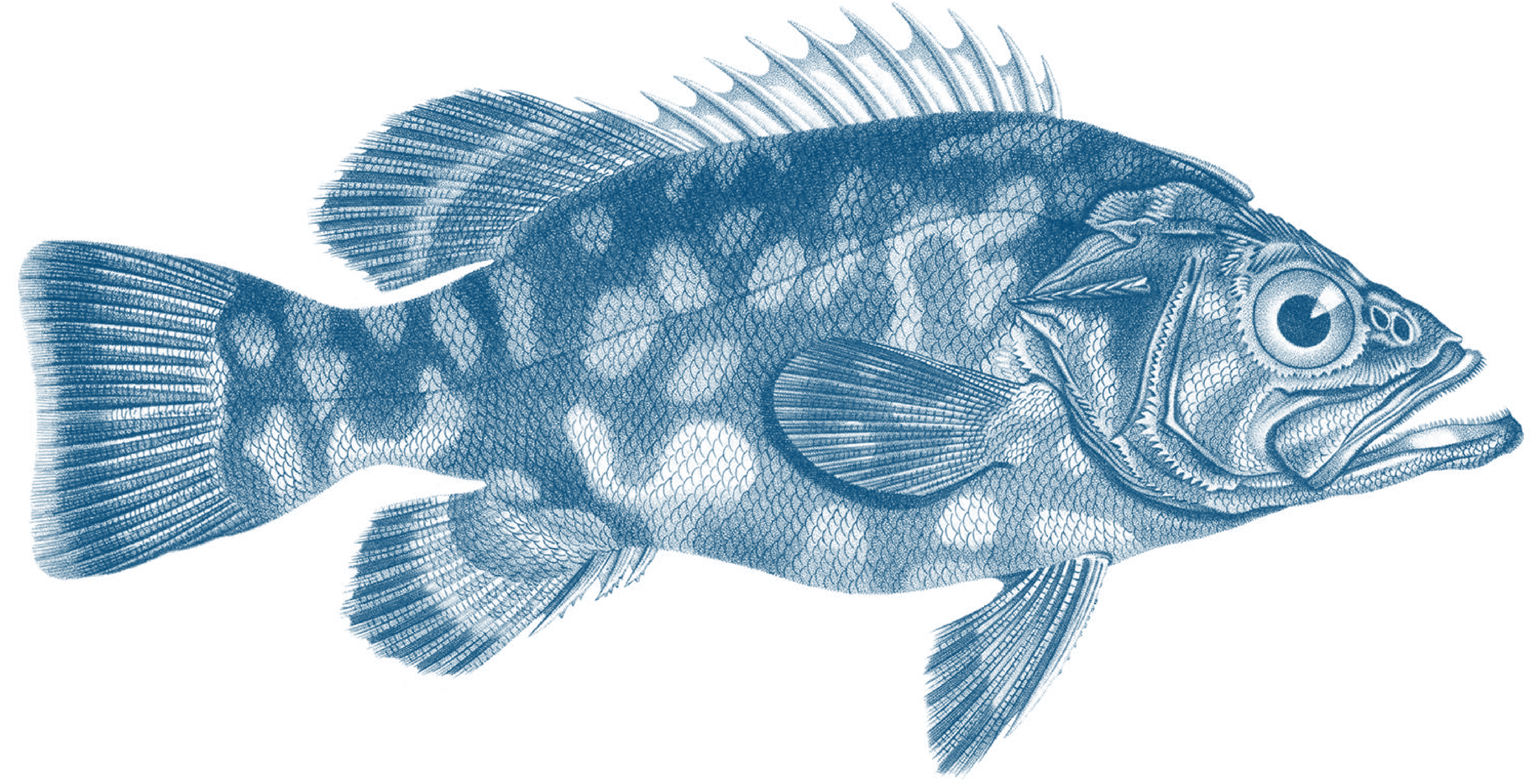 Original Skiff Fish + Oysters | Seafood Restaurant in Burlington