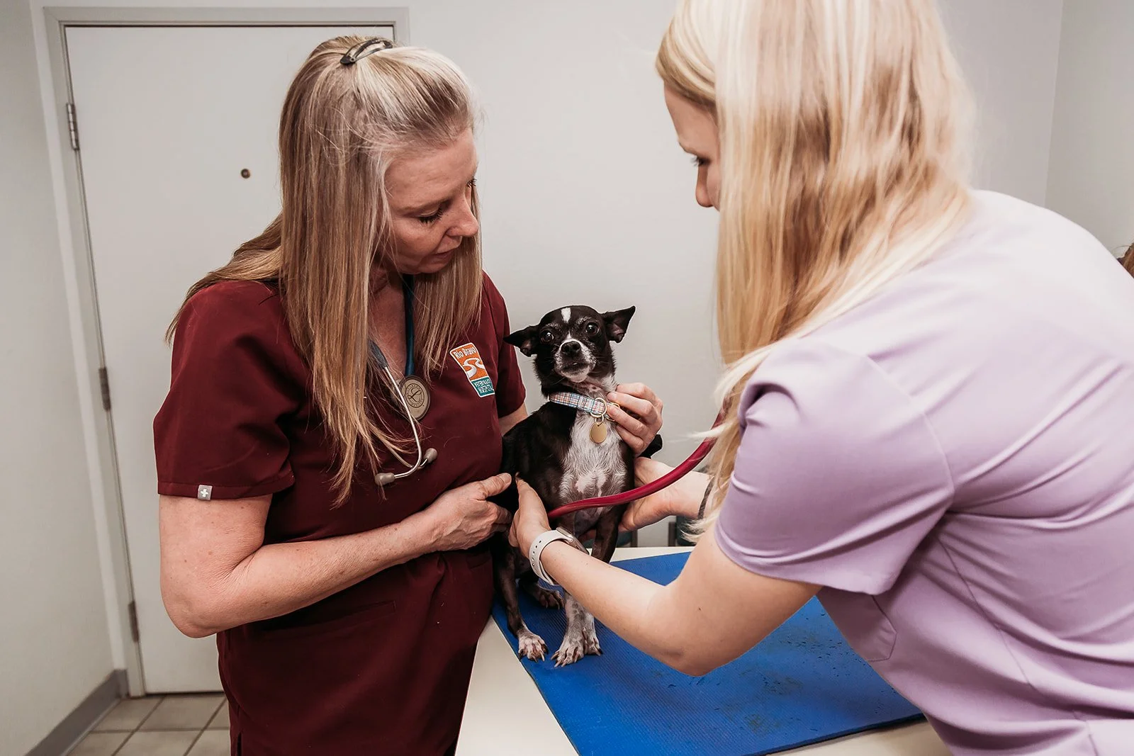 Exams and primary care — Rio Bravo Veterinary Hospital