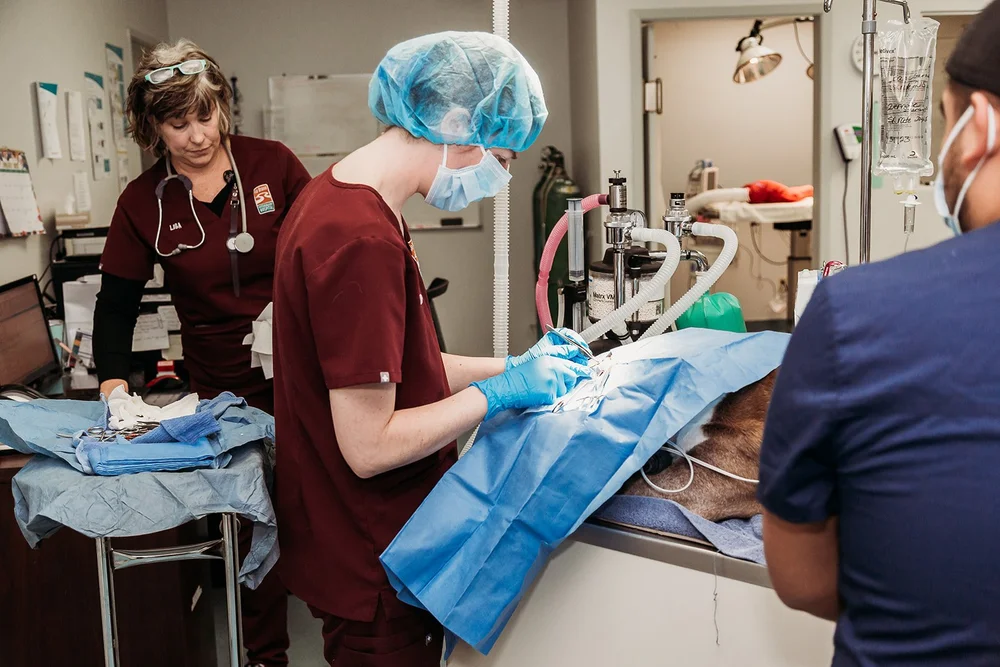 Surgery — Rio Bravo Veterinary Hospital