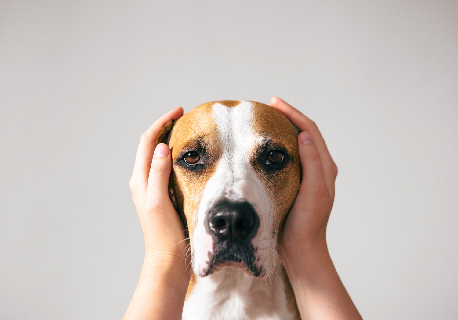 Noise Phobia in dogs — Barkitects Dog Training & Behavior Consulting