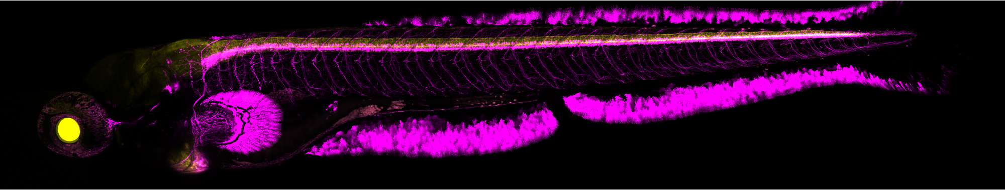 Research — Liao lab