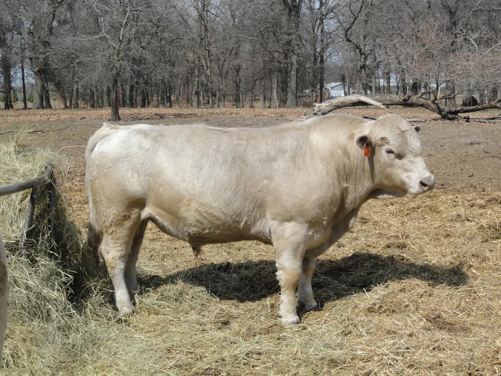 LaBorde Beefalo Farms