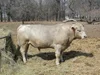 LaBorde Beefalo Farms