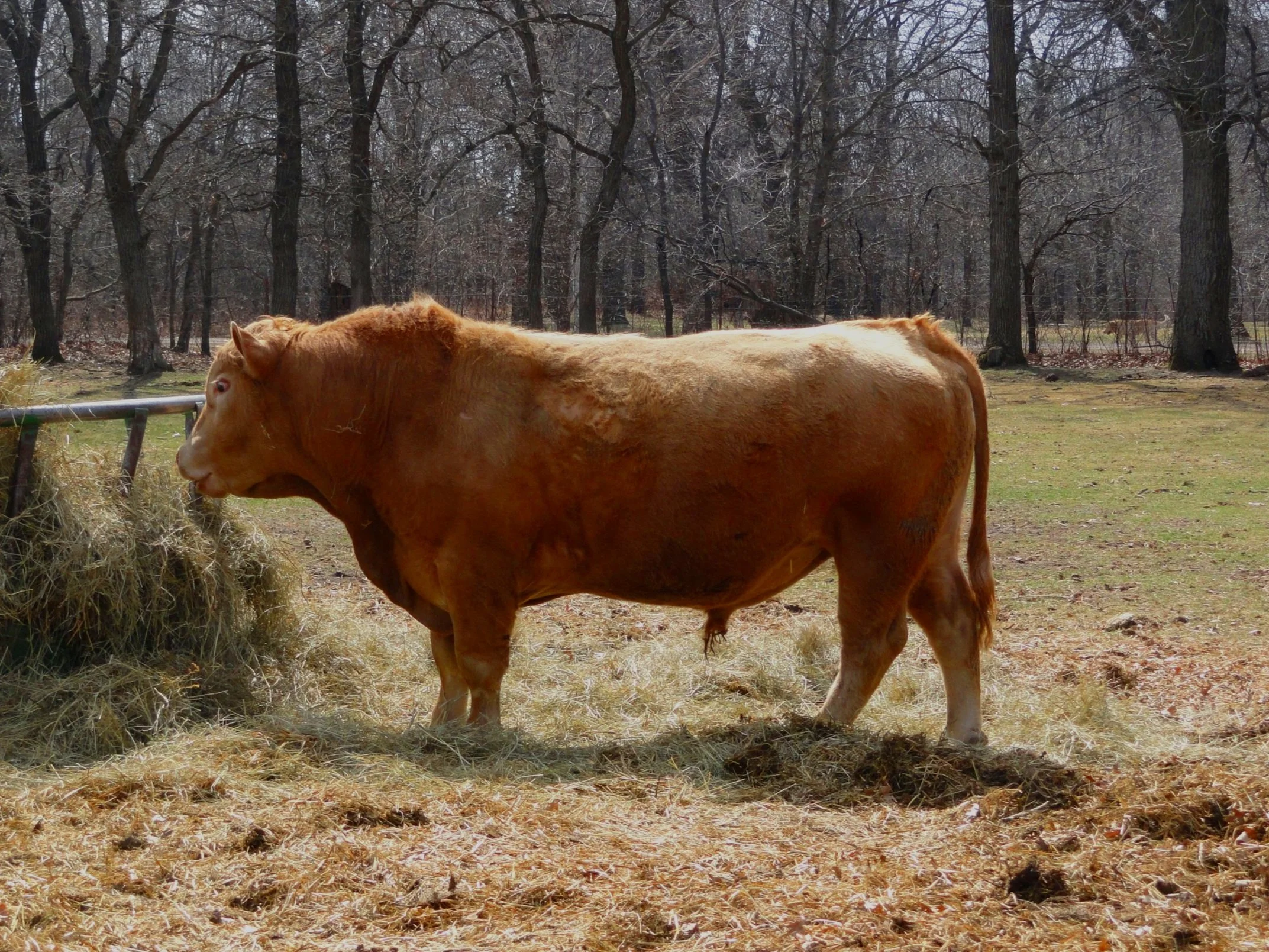 LaBorde Beefalo Farms