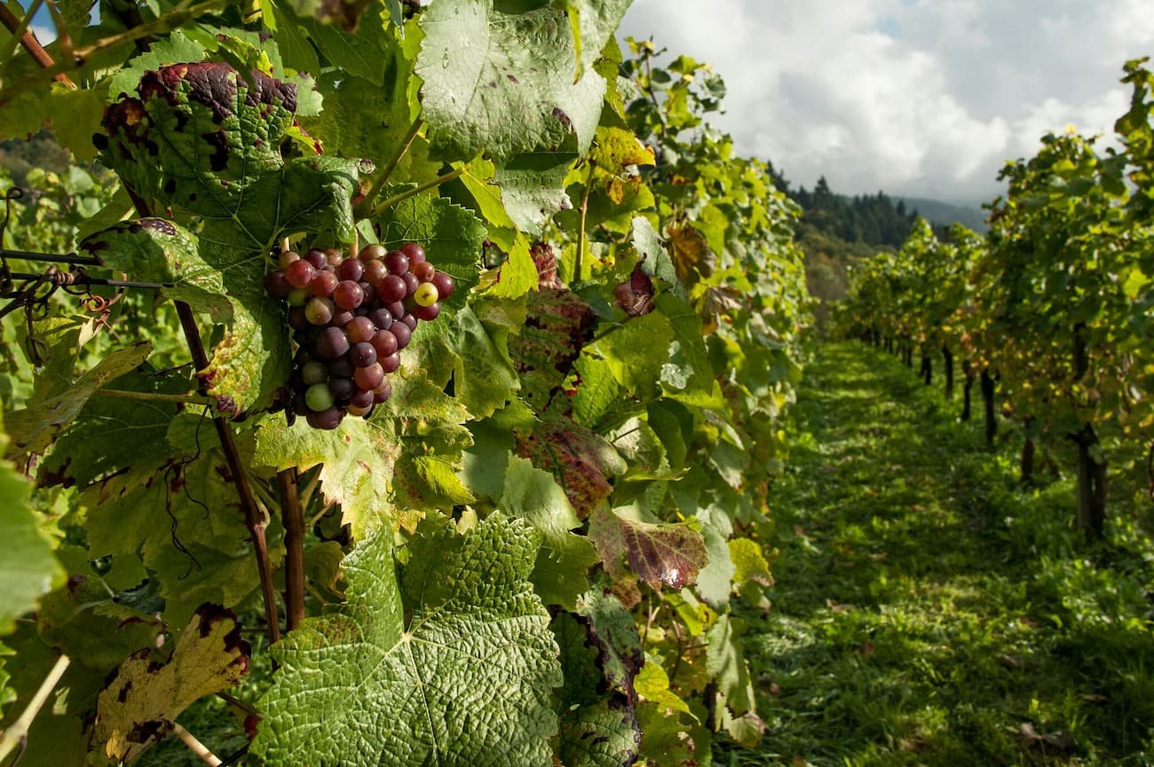 Why Electric Loaders are the Perfect Tool for Vineyards — Nesher Equipment