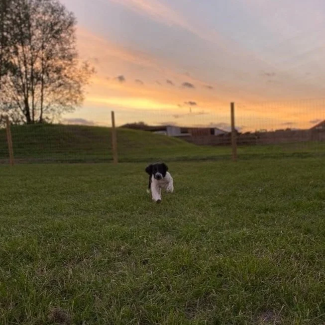 Freedom For your Dog