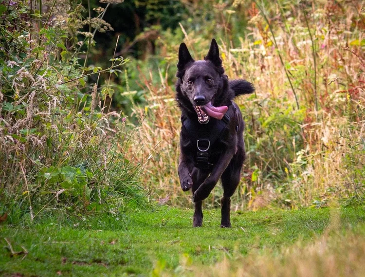 Canine Stroll Patrol