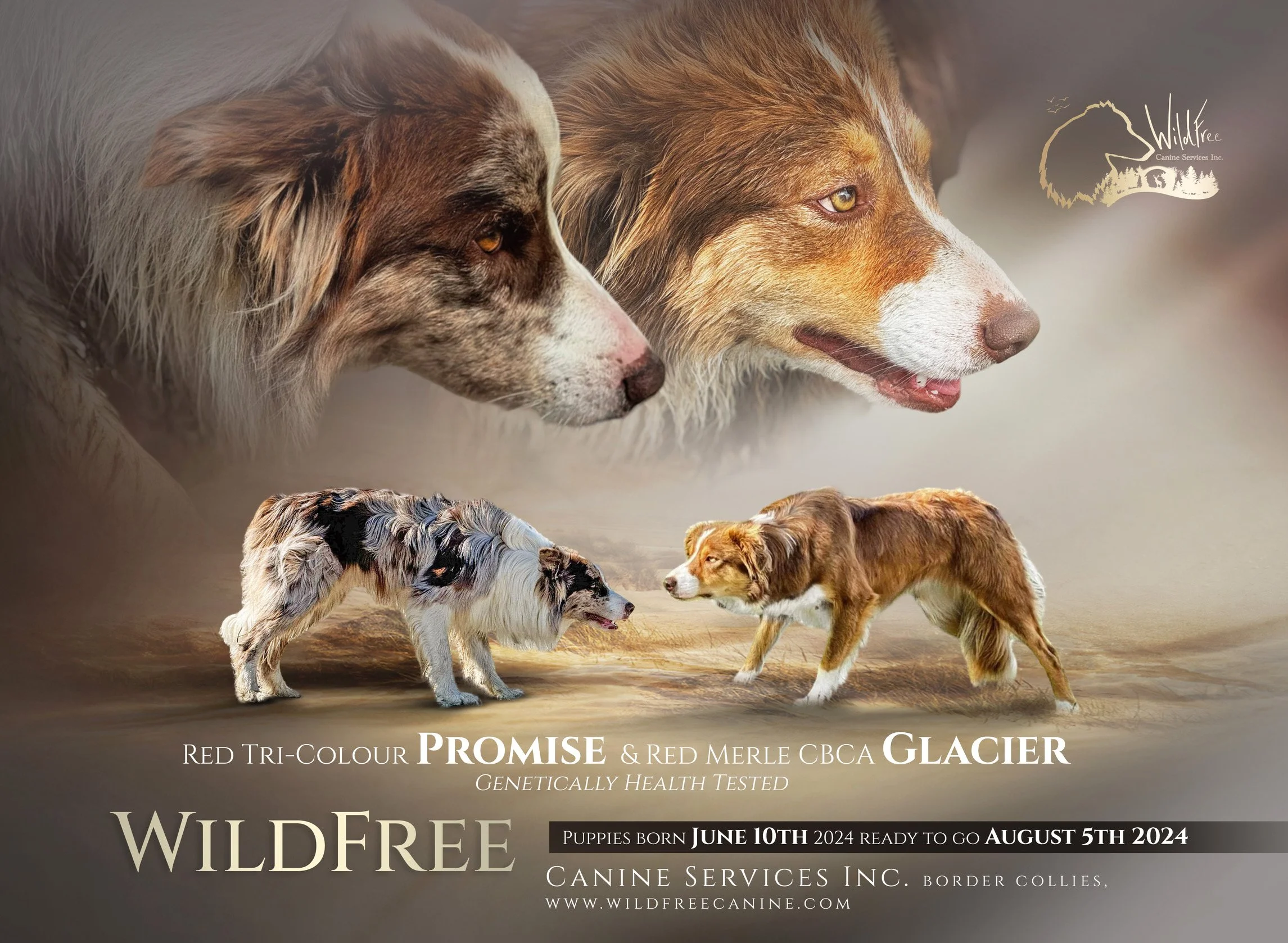 WildFree Canine Services Inc.