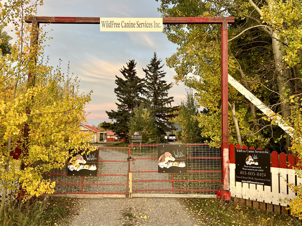 WildFree Canine Services Inc.