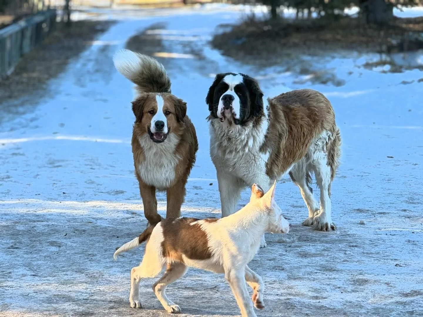 WildFree Canine Services Inc.