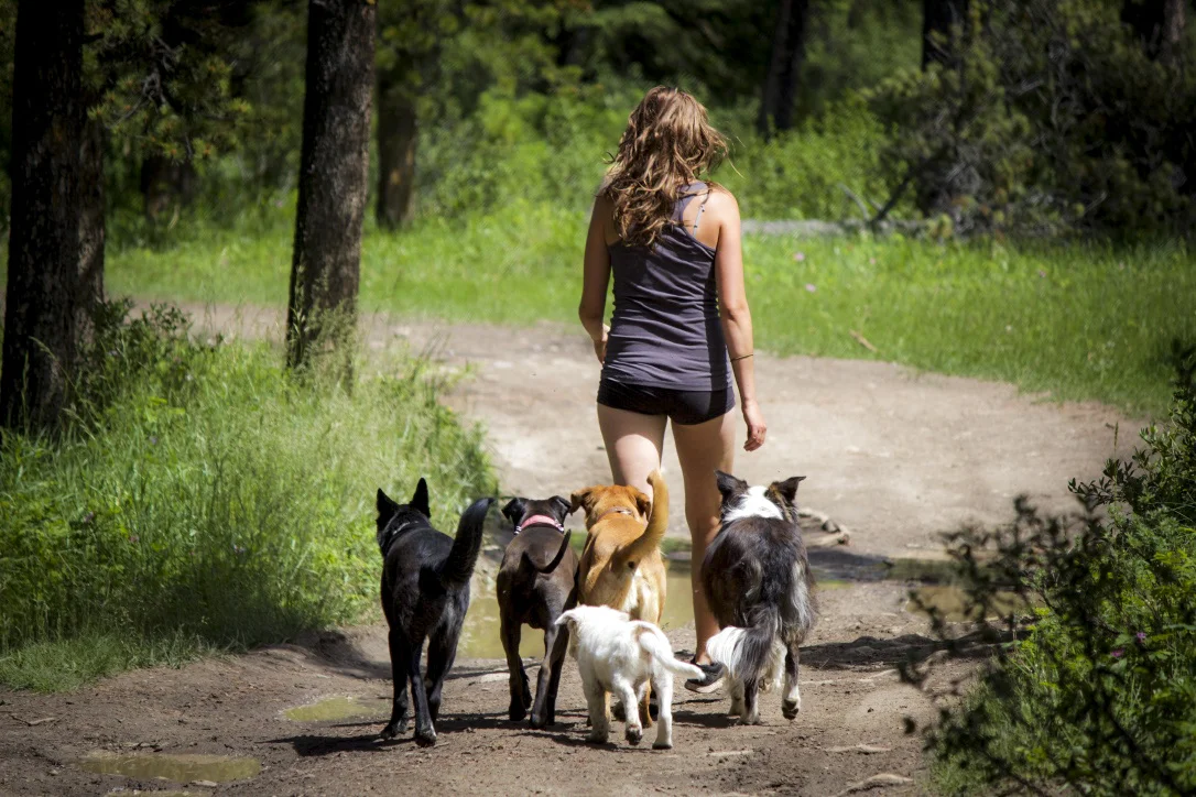 Jax's Method — WildFree Canine Services Inc.