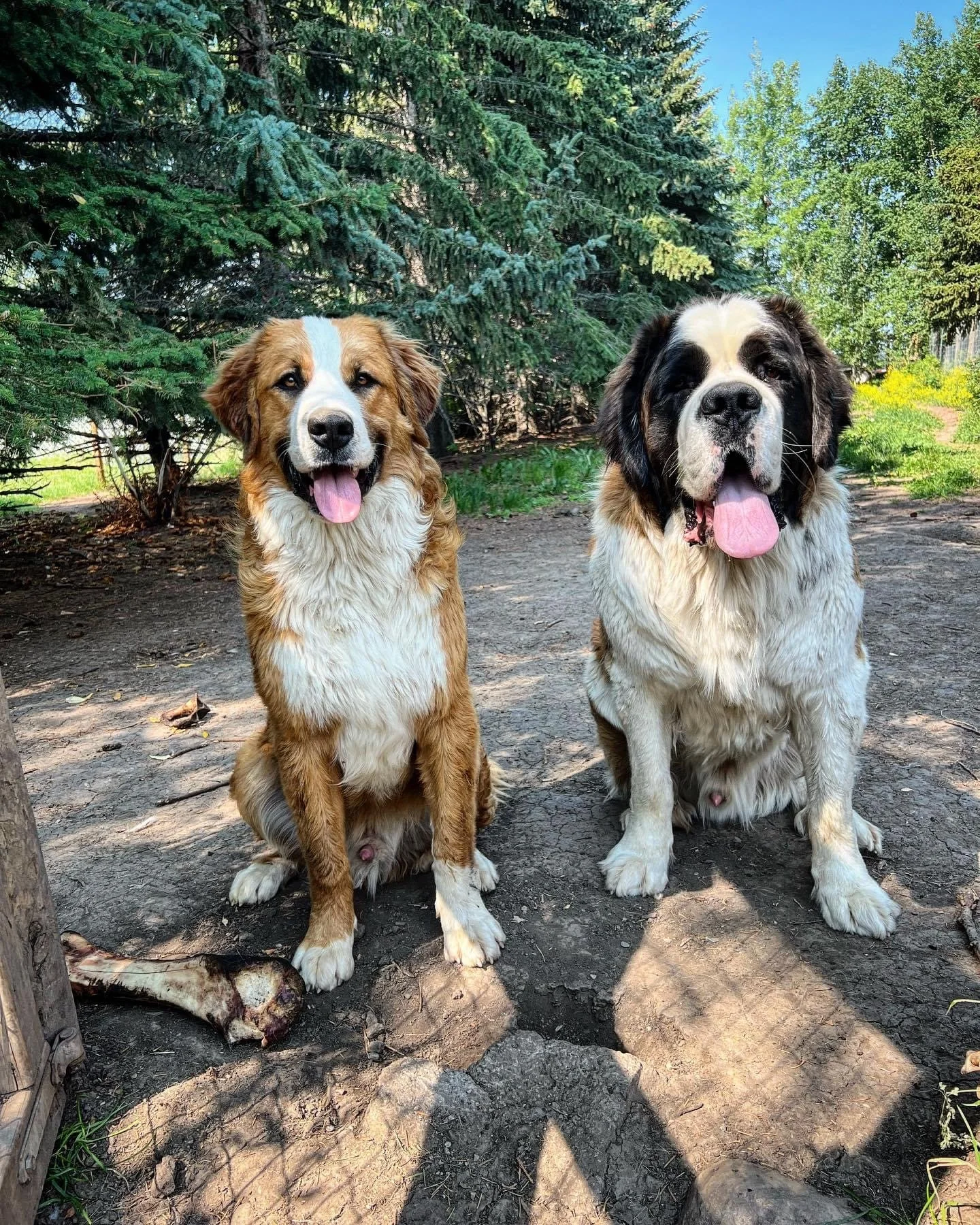 WildFree Canine Services Inc.