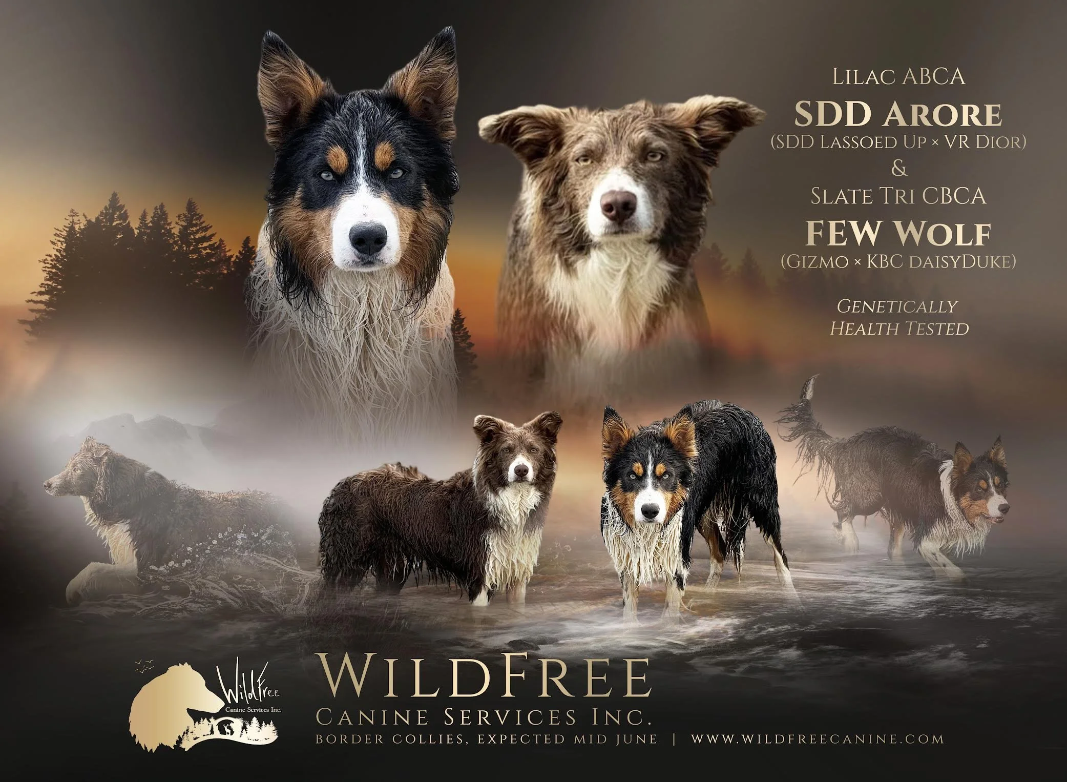 WildFree Canine Services Inc.