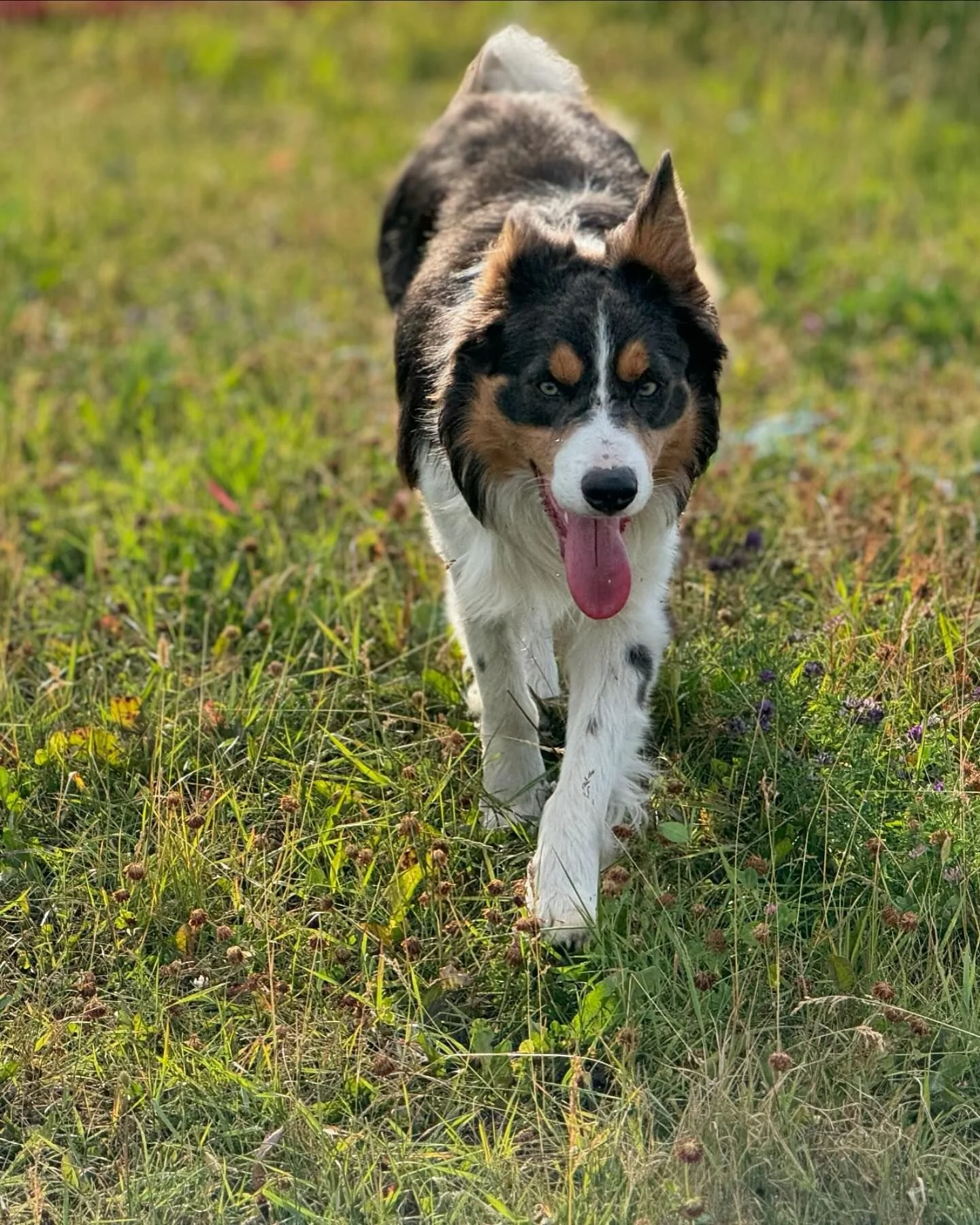 Exploration Vacation — WildFree Canine Services Inc.