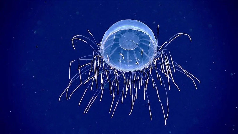 HALITREPHES MAASI: THE DAZZLING SPECTACLE OF NATURE'S UNDERWATER ...