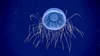 HALITREPHES MAASI: THE DAZZLING SPECTACLE OF NATURE'S UNDERWATER ...
