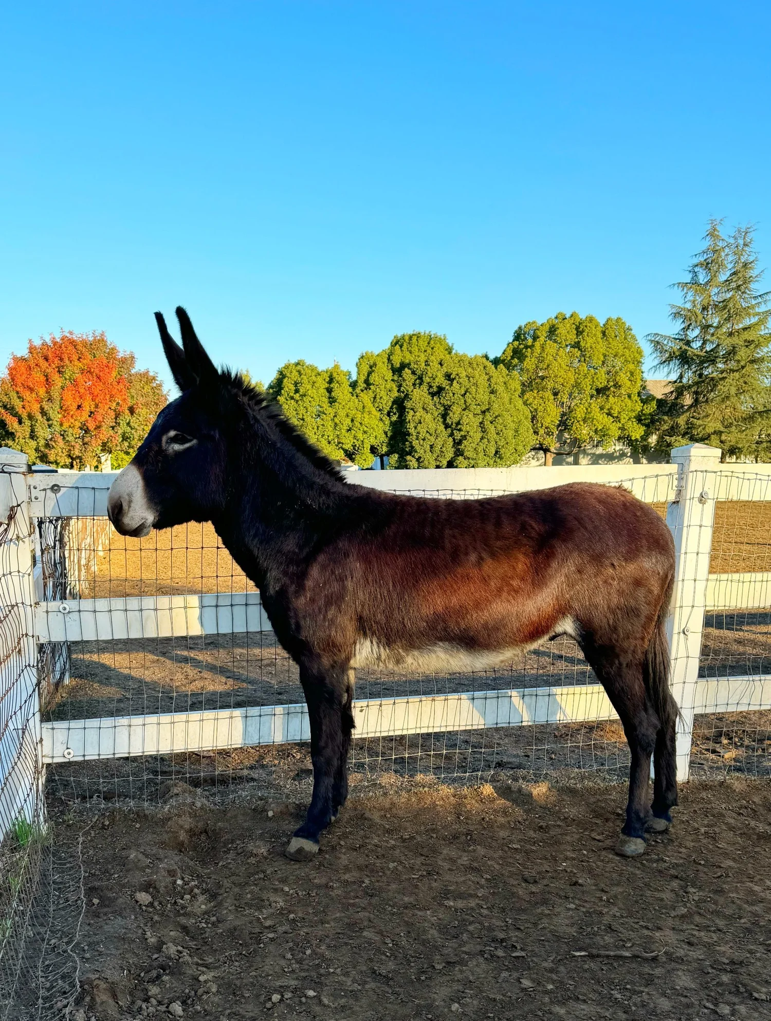 About Us — Fairytale Farm