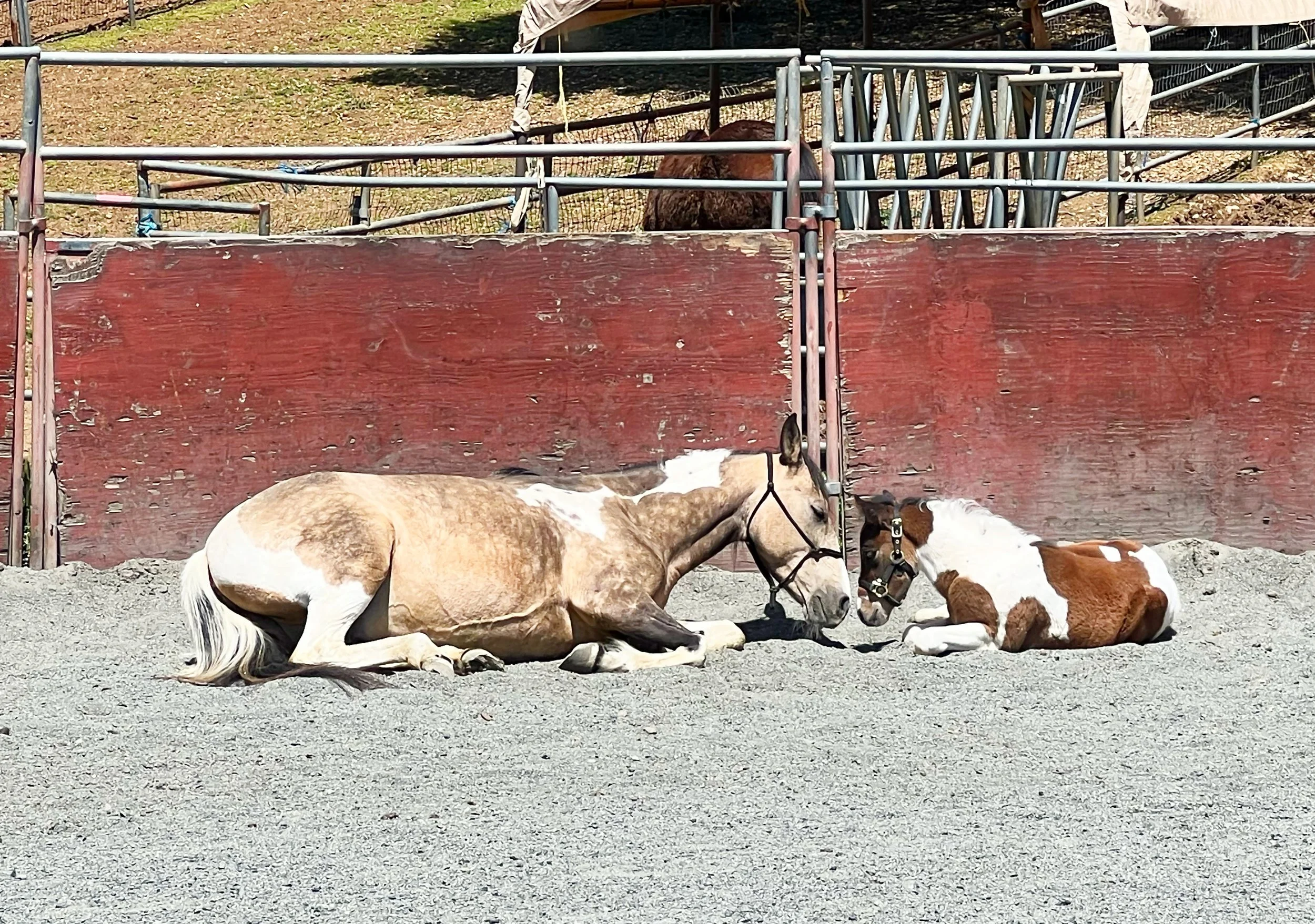 Adopt — Fairytale Farm