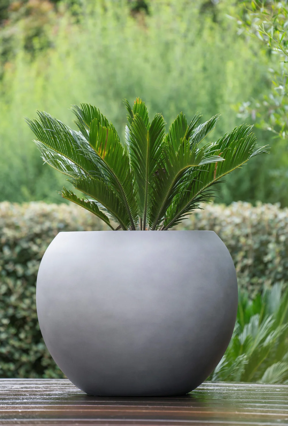 pot styling — Platylobium Landscape Design