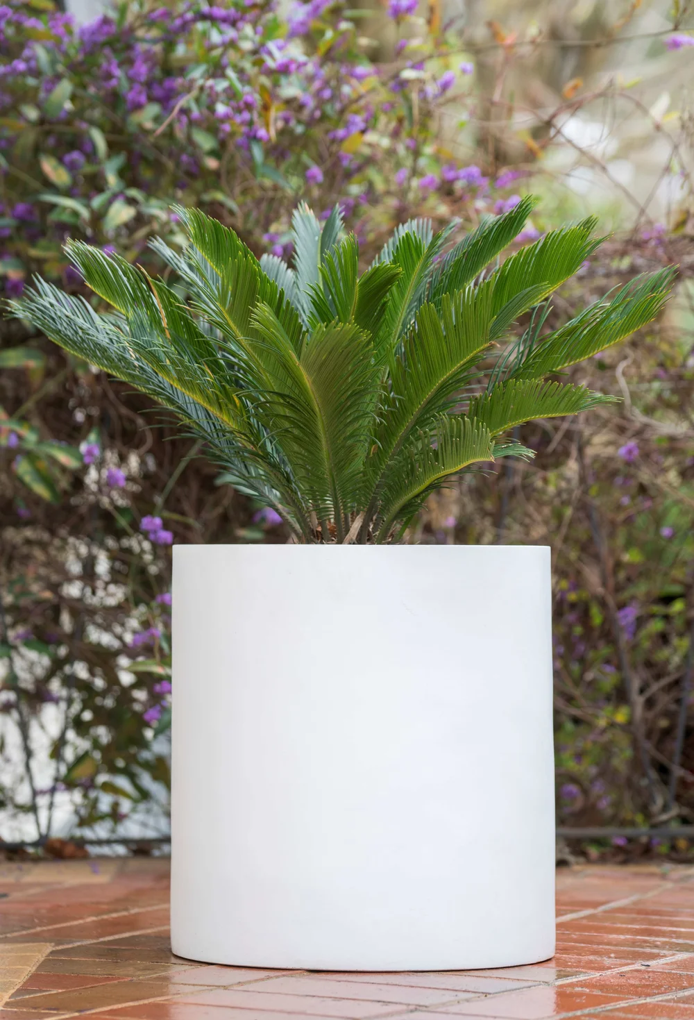 pot styling — Platylobium Landscape Design