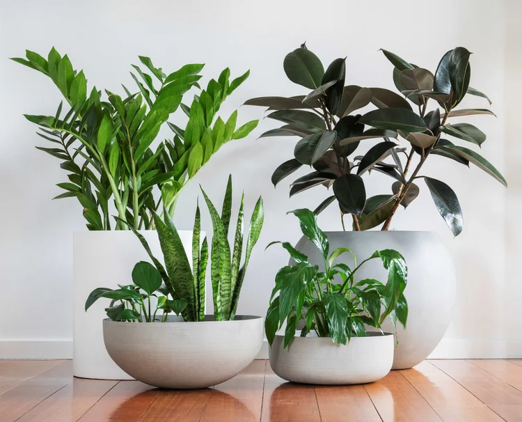 pot styling — Platylobium Landscape Design