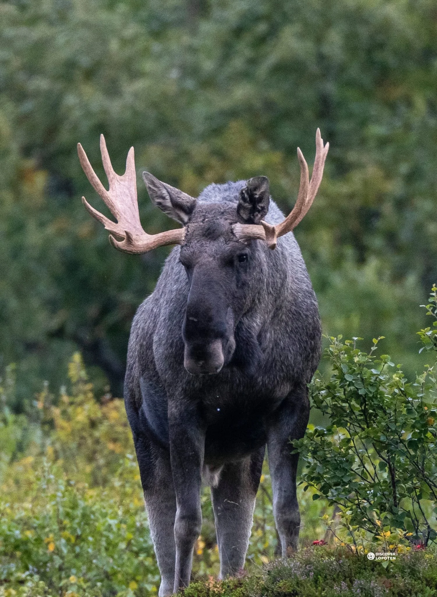 Wildlife In The Lofoten Islands I Lofoten