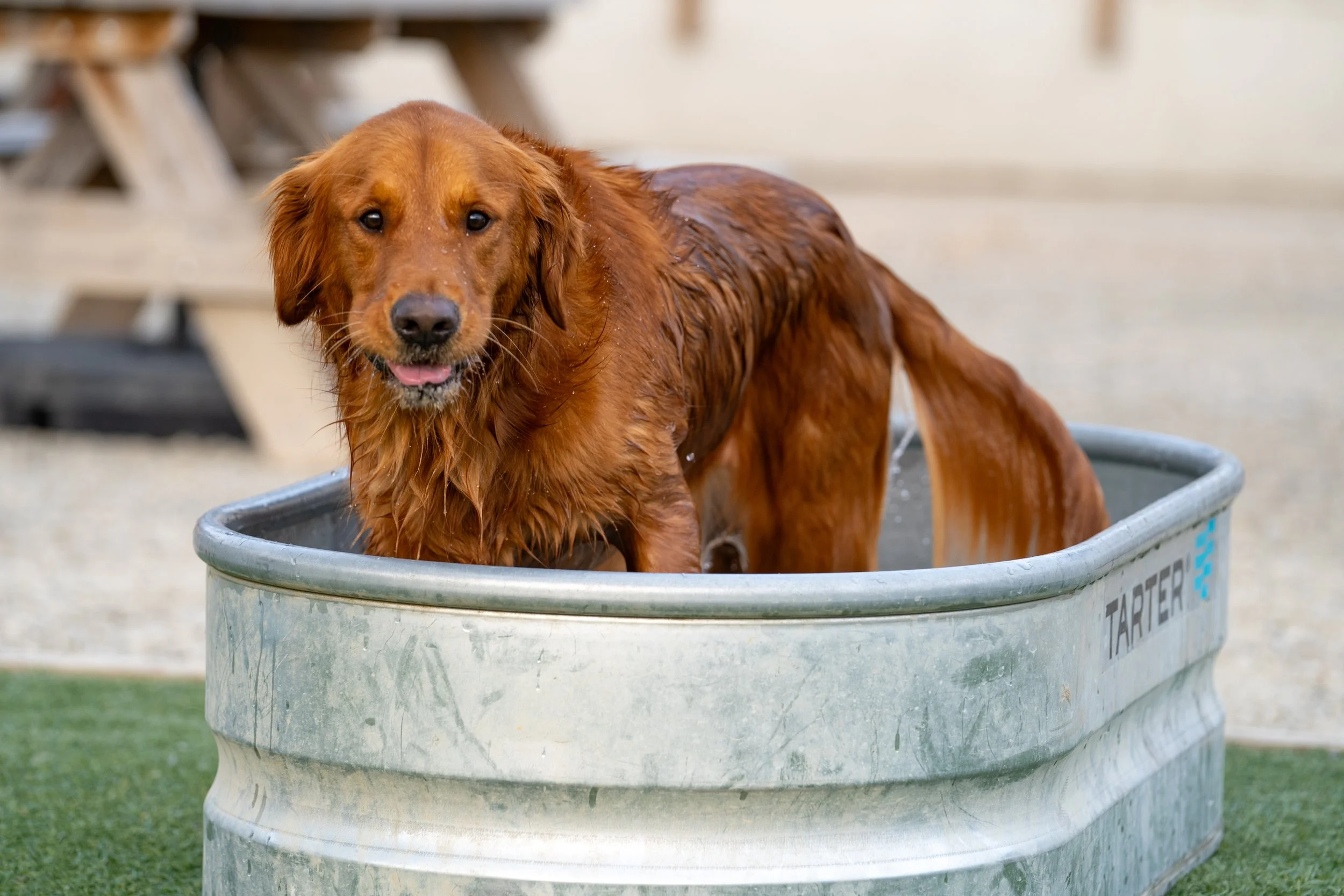 Ruff Park Rules — Ruff Canine Club