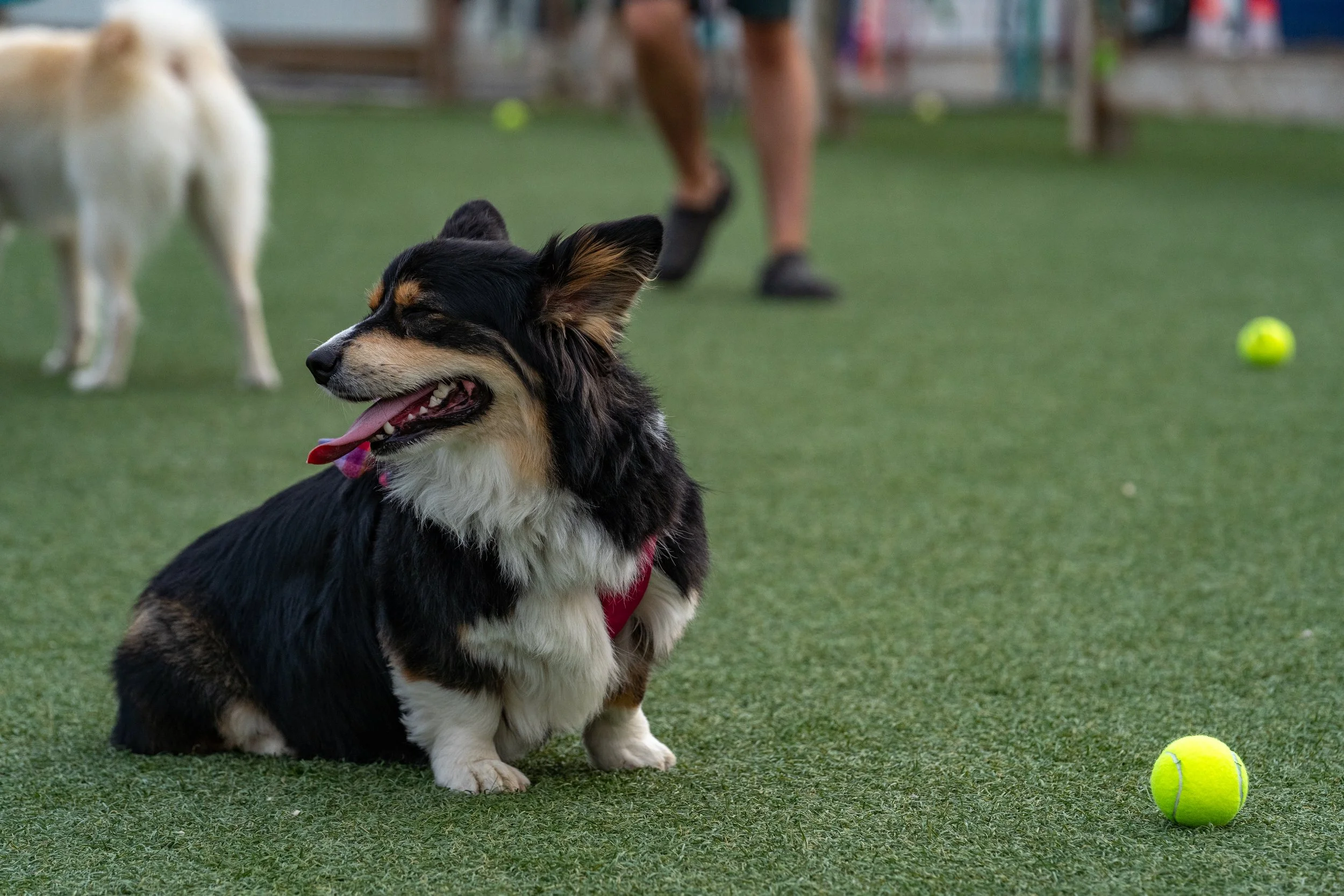 Membership Options — Ruff Canine Club