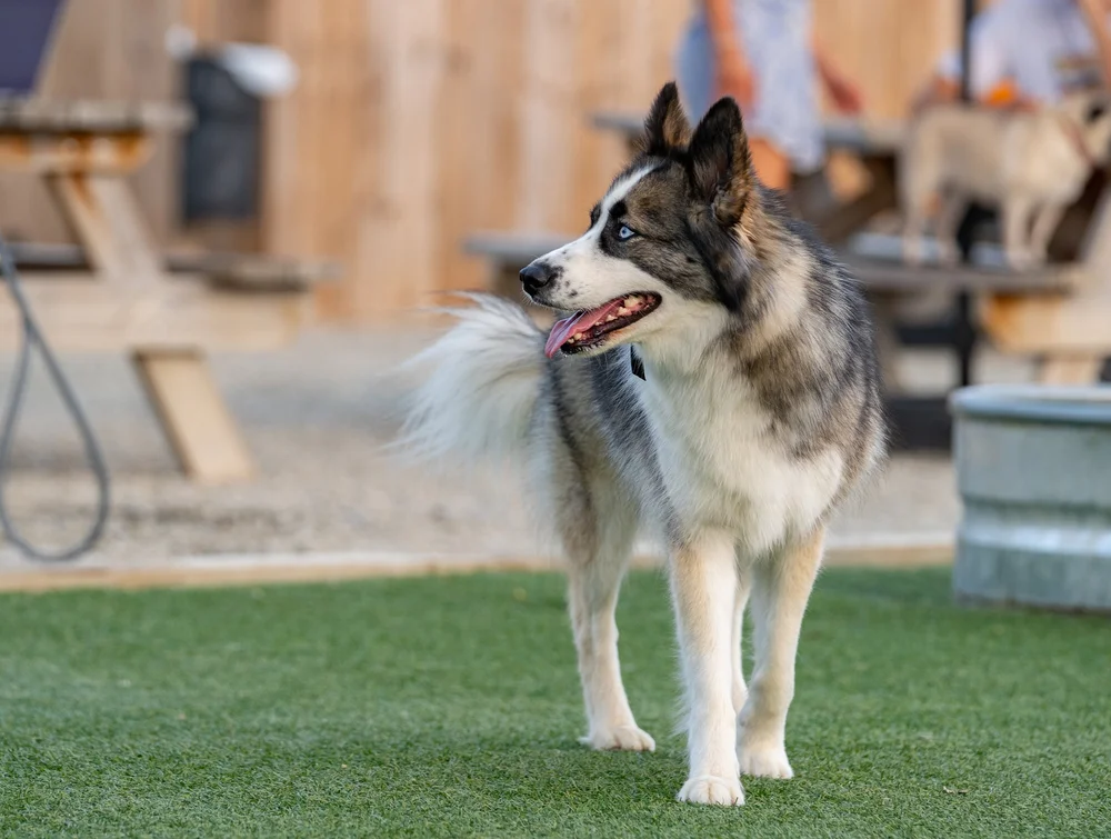 About Ruff Canine Club — Ruff Canine Club