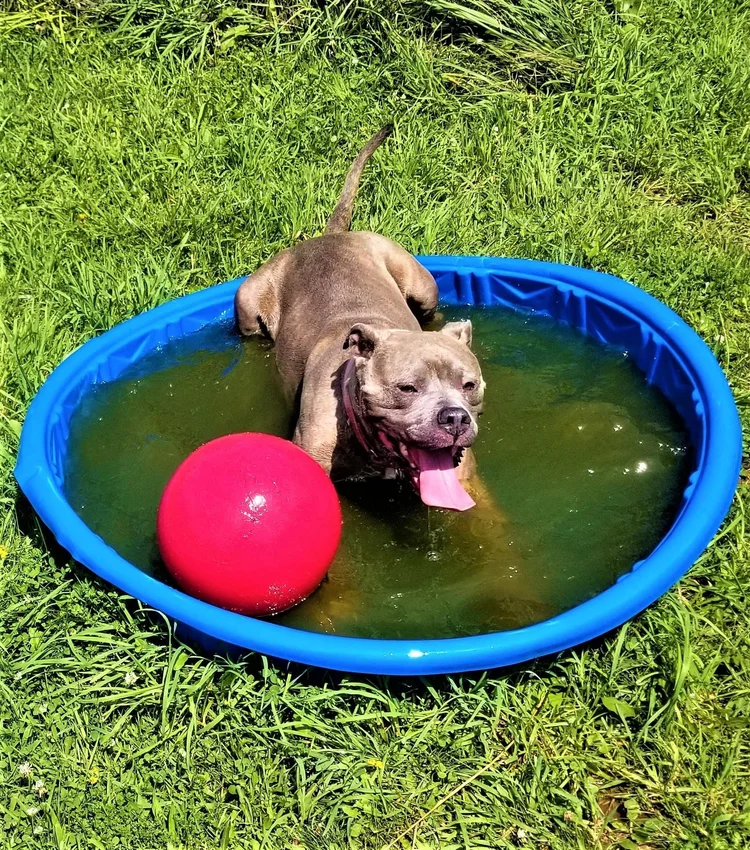 RescueLove | Animal Welfare Non-Profit