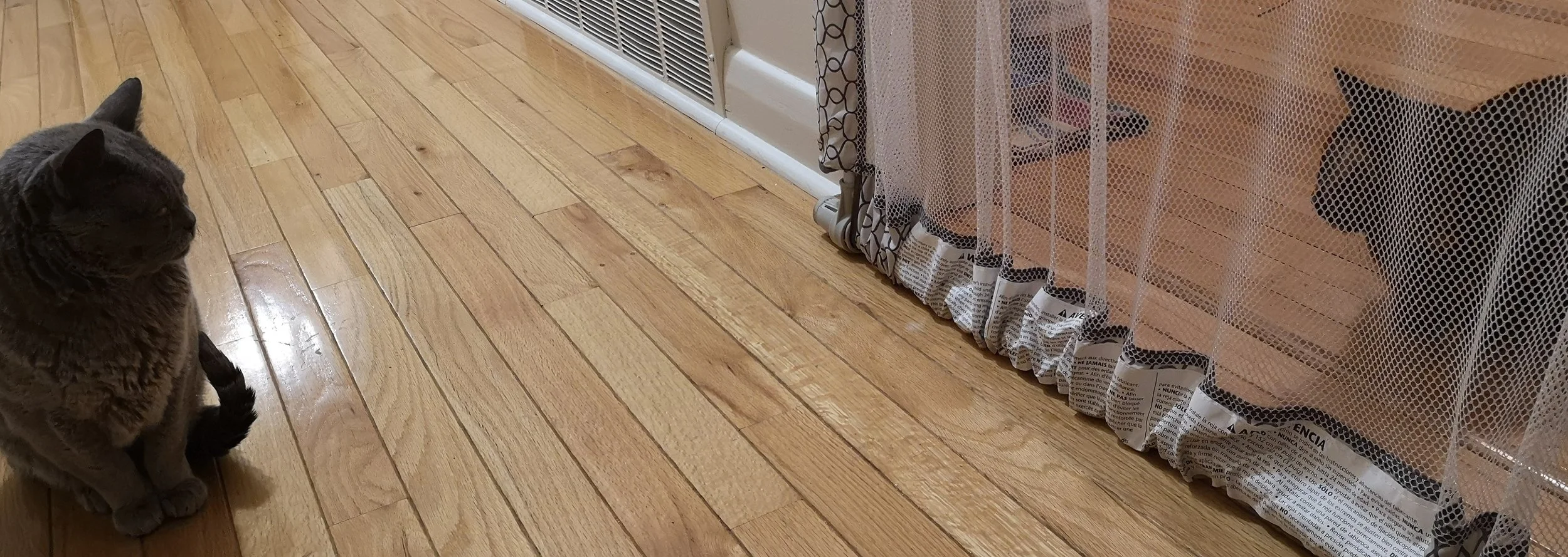 Solarpunks and companion animals — Solarpunk Presents