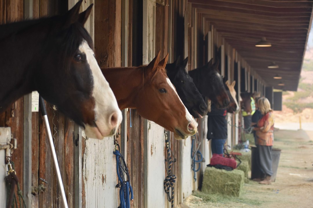 Santa Barbara National Horse Show — Earl Warren Showgrounds