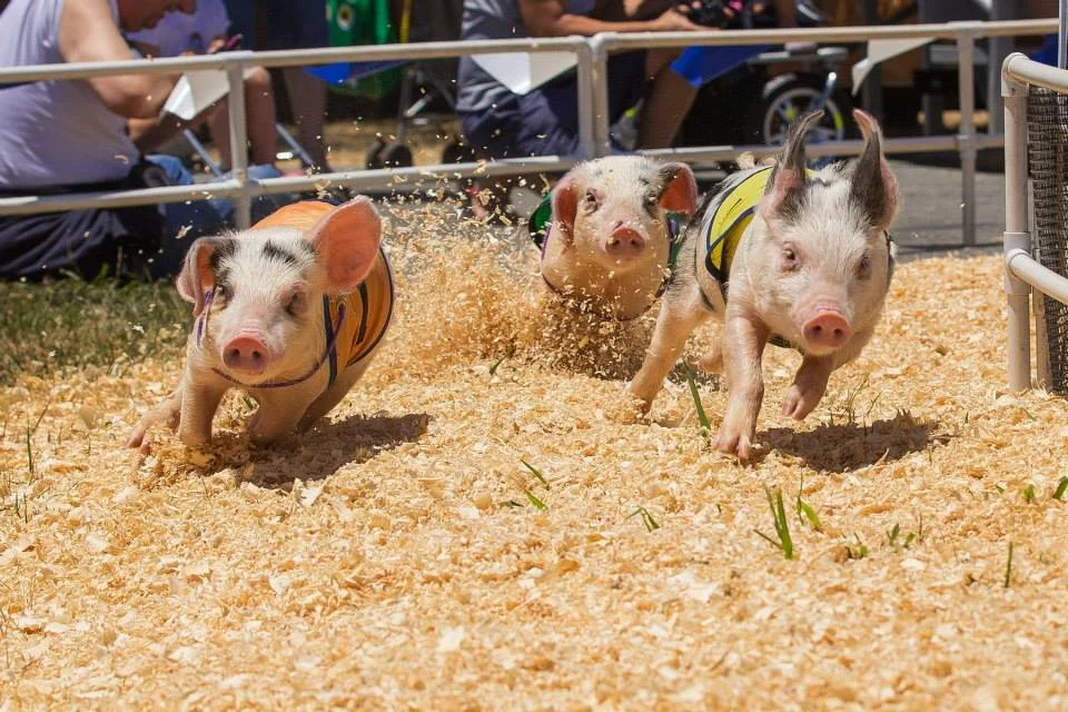 Santa Barbara Fair & Expo — Earl Warren Showgrounds