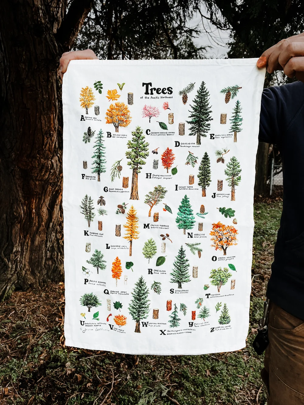 Trees of the Pacific Northwest — Jenna Lechner