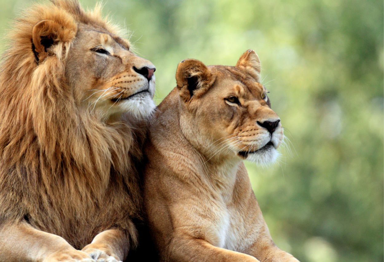 Bayesian Hierarchical Modeling — Center for Wildlife Studies