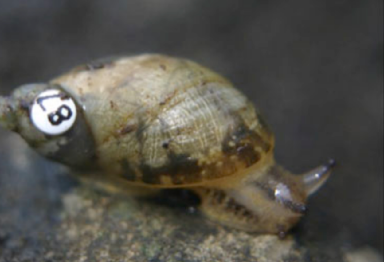 Pro Certificate — Center for Wildlife Studies