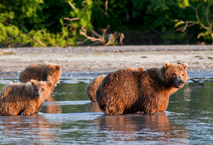 Wildlife Short Courses — Center for Wildlife Studies