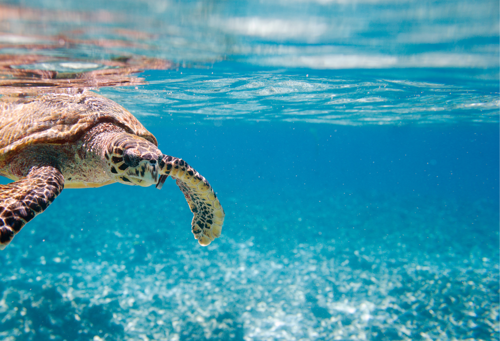 Wildlife Short Courses — Center for Wildlife Studies