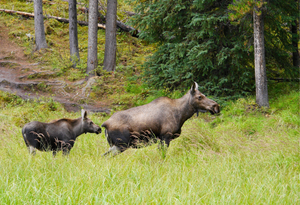 Wildlife Short Courses — Center for Wildlife Studies