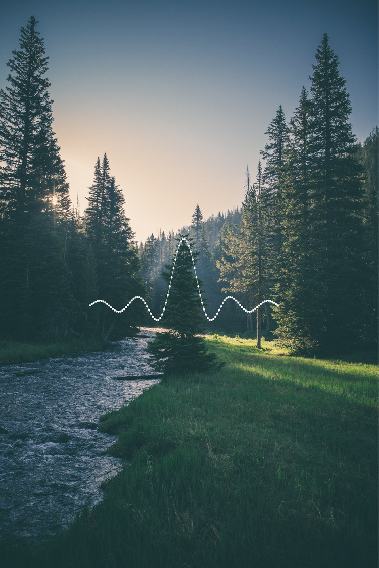 Pro Certificate — Center for Wildlife Studies