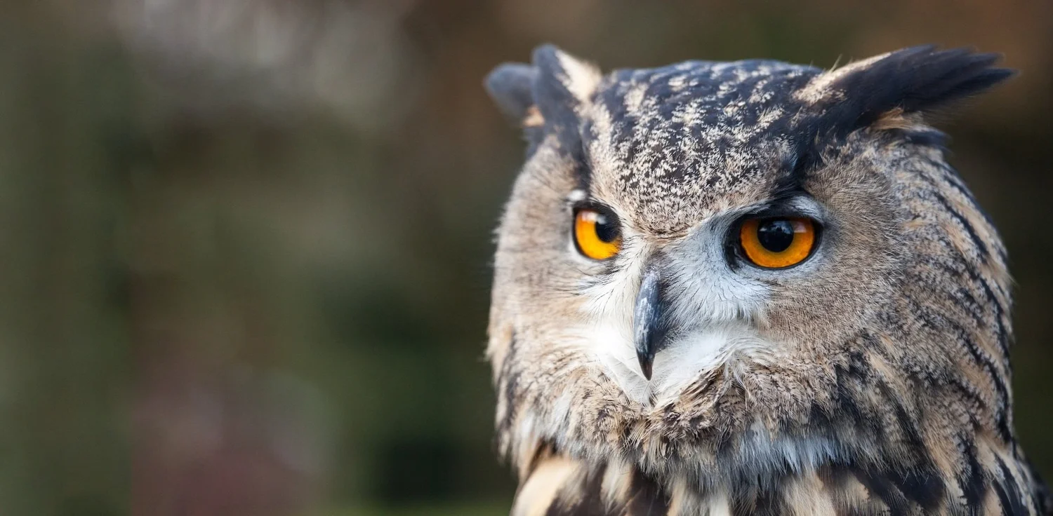 About — Center for Wildlife Studies