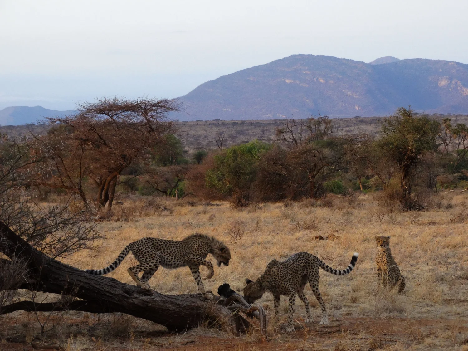 Wildlife Short Courses — Center for Wildlife Studies