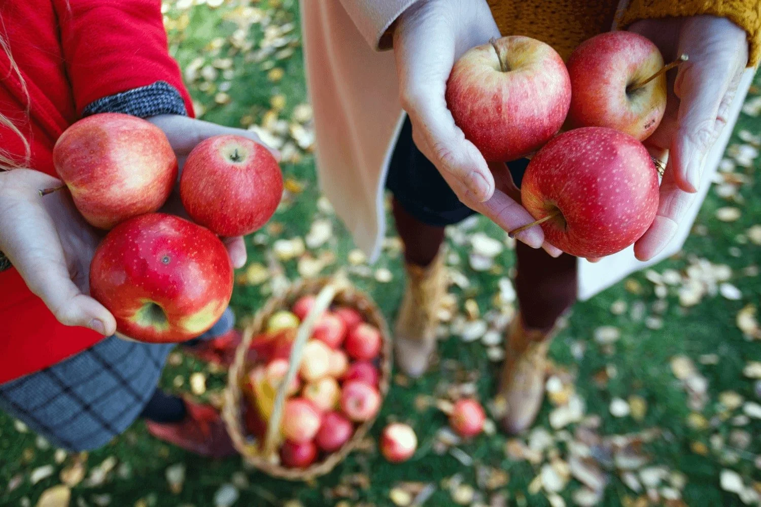 Little Harvesters: 6 Kid-Friendly Activities To Do at the Apple Orchard