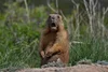 How to Celebrate Groundhog Day: 8 Fun Activities and Traditions for ...
