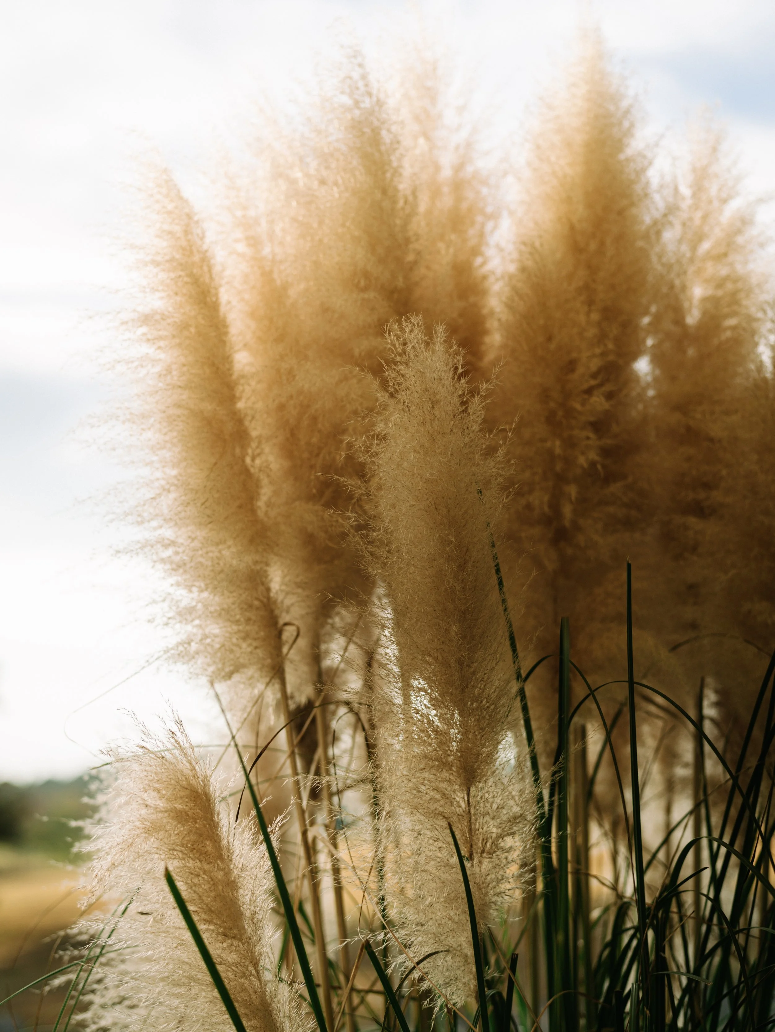 Destination Weddings in North Georgia | Kingston Downs