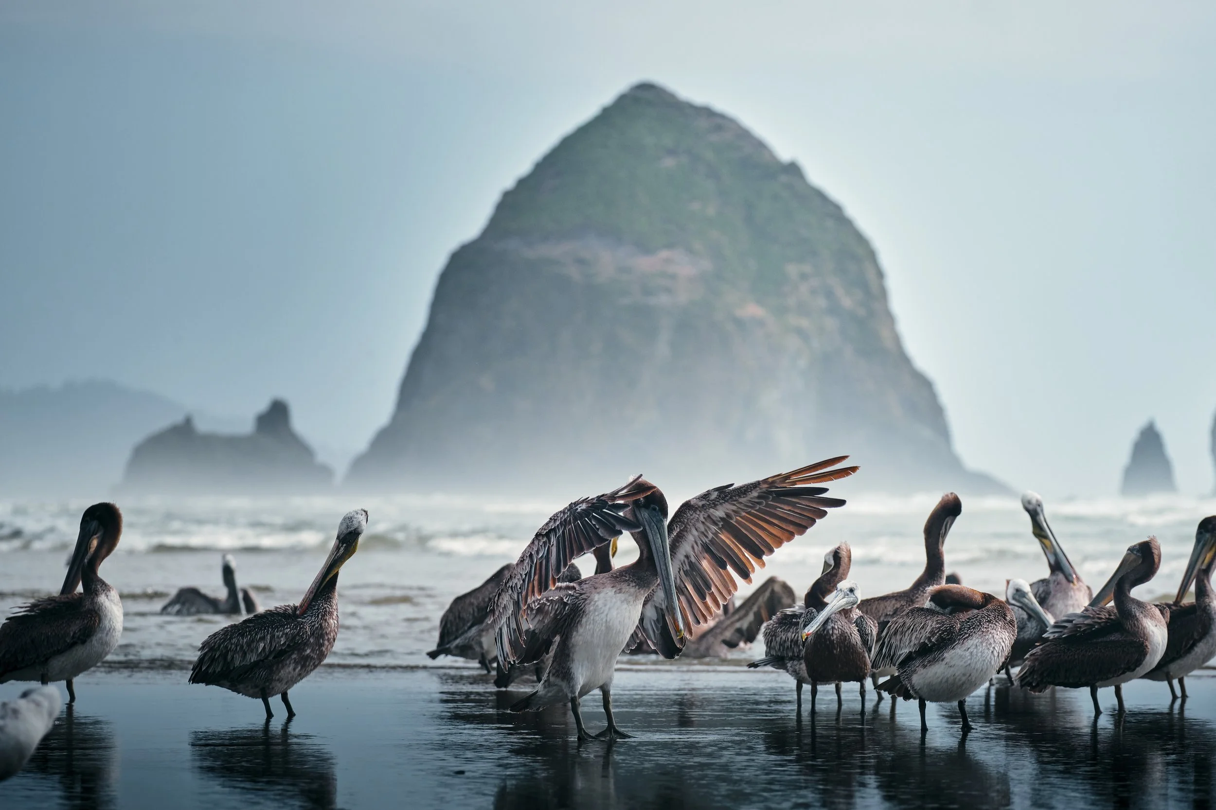 Wildlife — Marx Photography