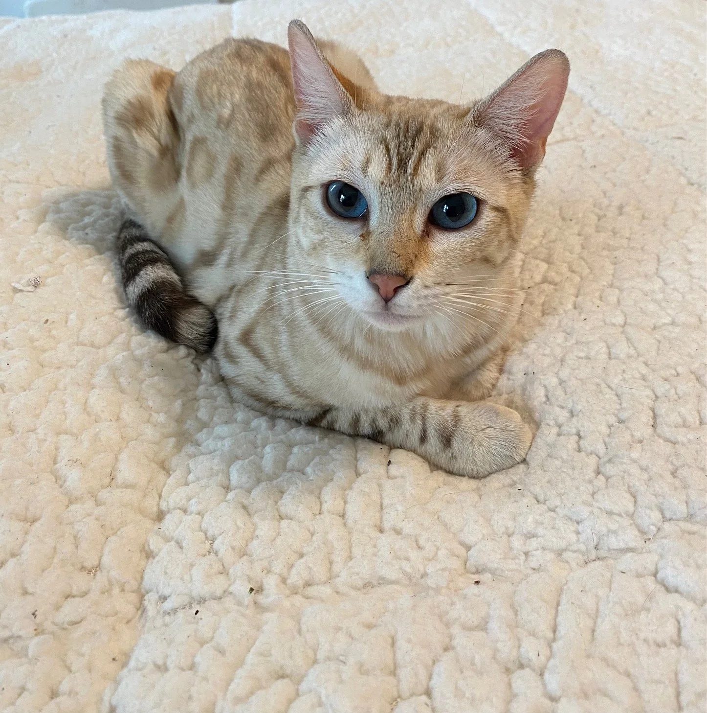 Kings & Queens — Lauralei Bengals