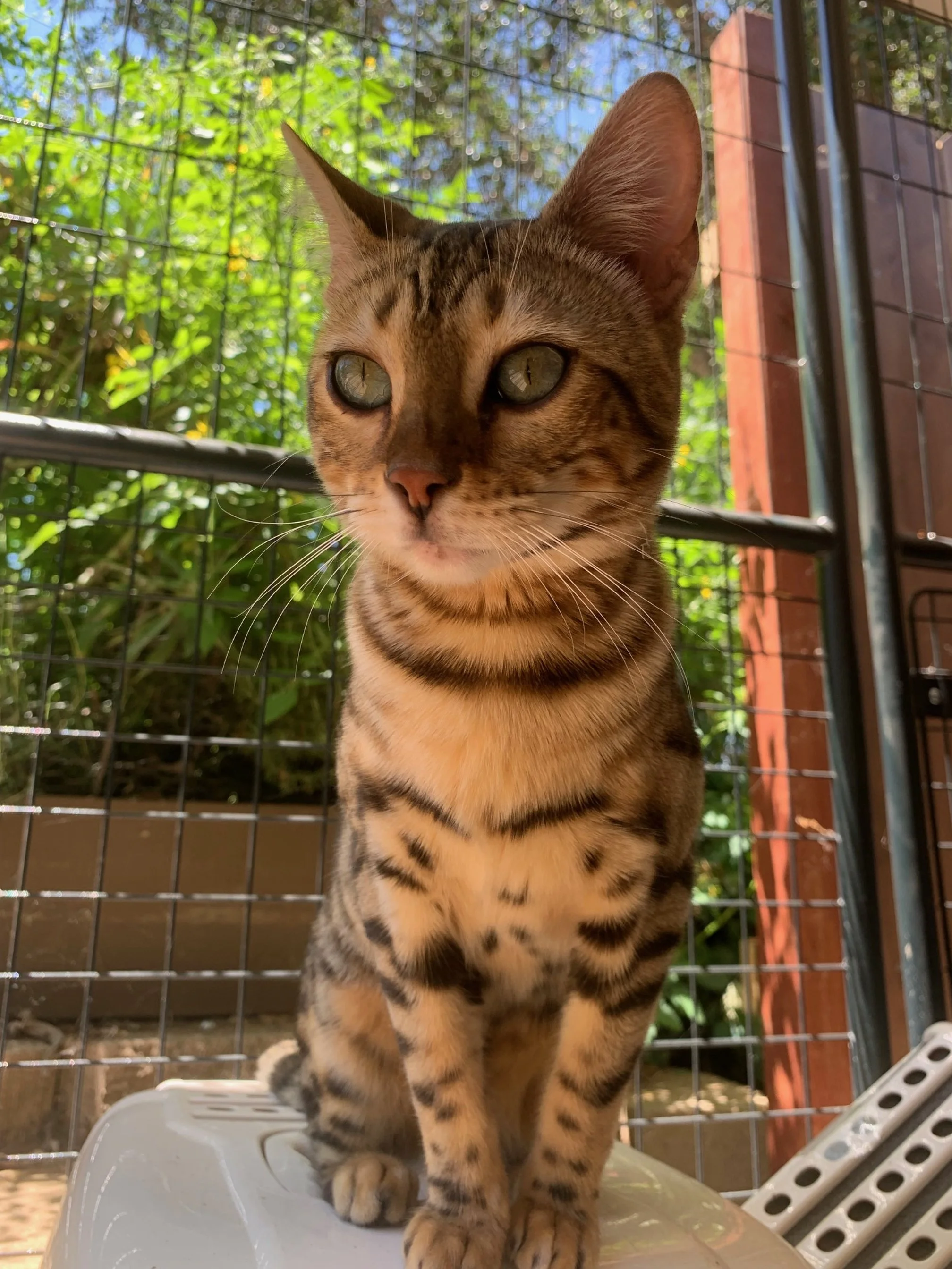 Kings & Queens — Lauralei Bengals