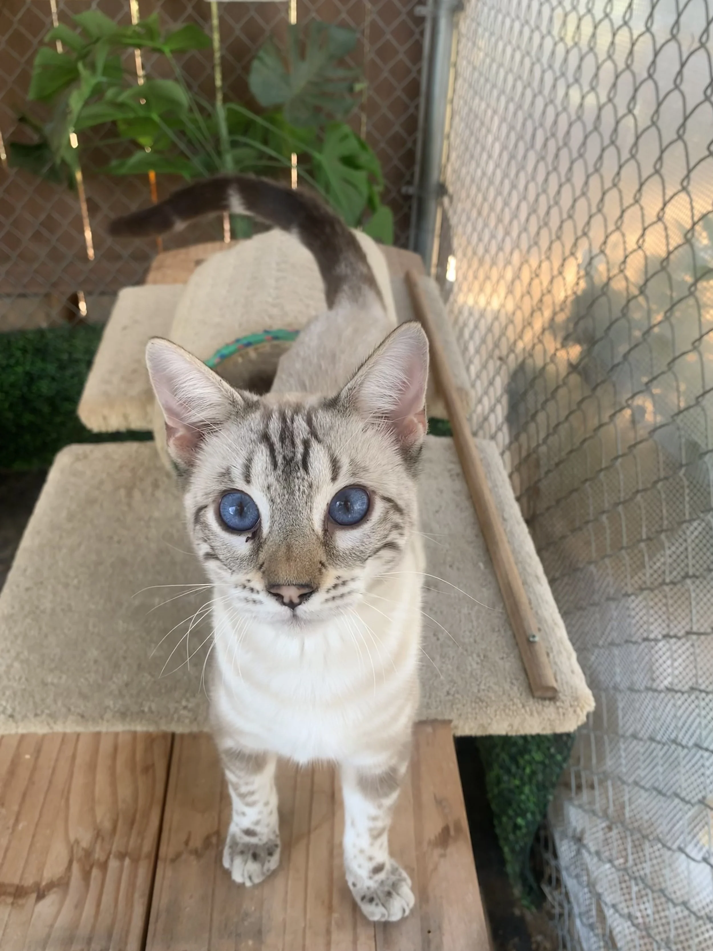 Kittens For Sale — Lauralei Bengals
