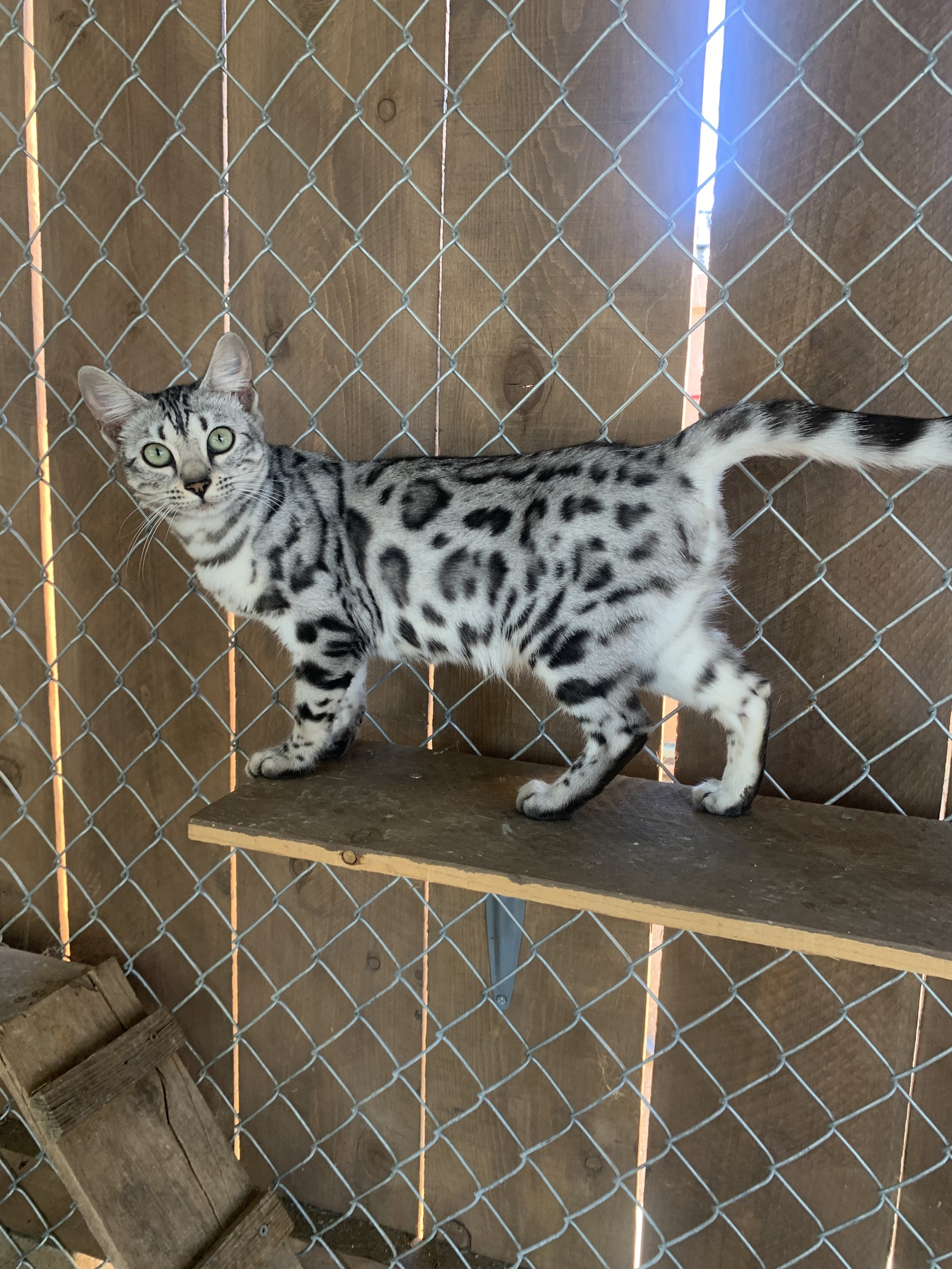 Kings & Queens — Lauralei Bengals